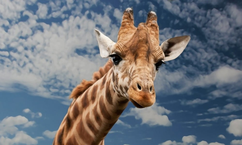 ¿Cómo llegaron las jirafas a tener el cuello tan largo?