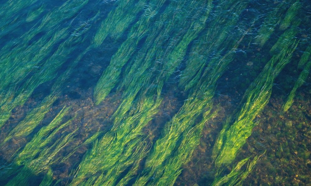 Un biocombustible creado a base de algas podría ser el más eficiente ...